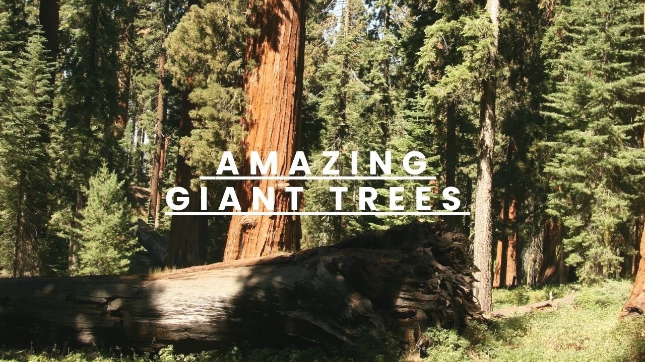 What do you know about ancient giant trees - YouTube