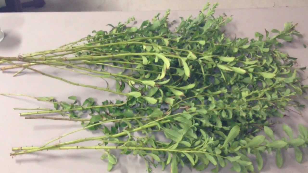Stevia harvest and drying method. - YouTube