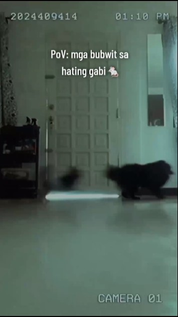 PoV: Mga Bubwit sa Hating Gabi🐁 #CodyandChucky 🐾 - YouTube