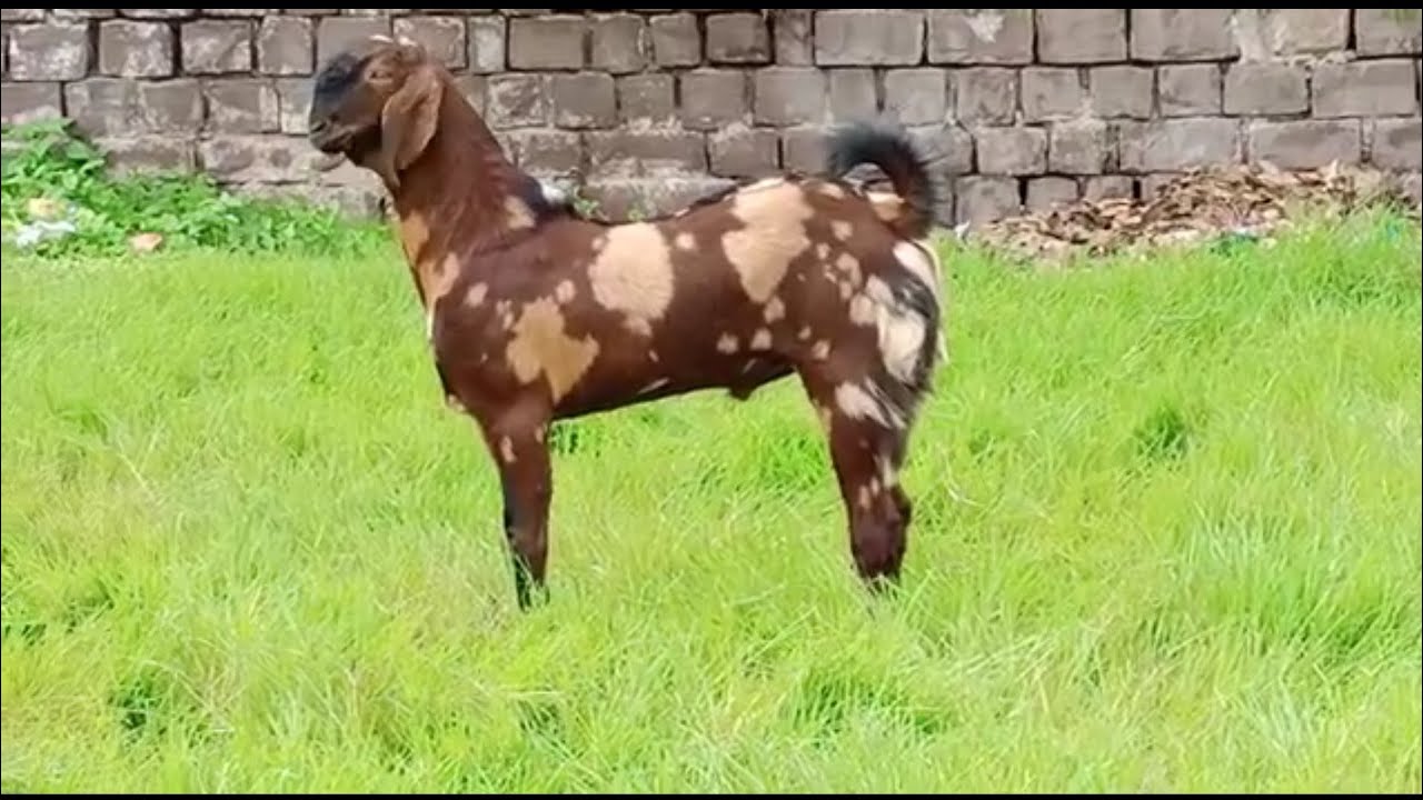 Munda Adant andul at GK Goat Farm Bhopal Gulfam Bhai - YouTube