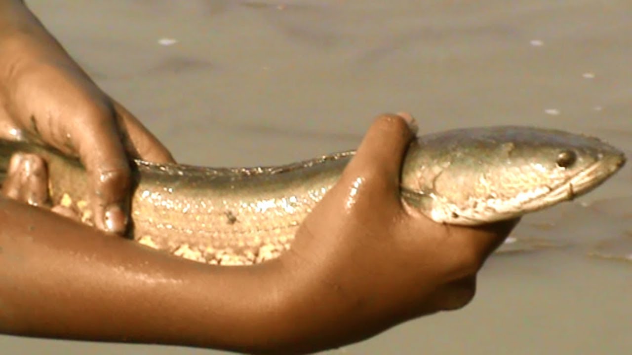 শোল মাছ চাষের নতুন পদ্ধতি আবিষ্কার সাতক্ষীরার জাহাঙ্গীরের - Snakehead ...