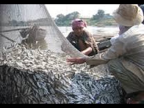 Amazing a mam fishing by net in lake - YouTube