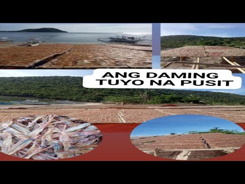 Tuyong Bolpen na pusit.#palawan#phol#panlaitan#pusit#seafood#process# ...