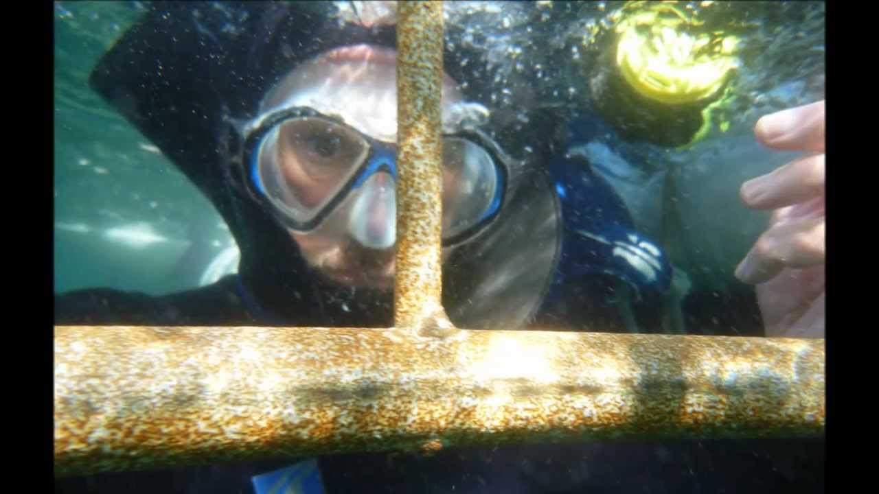 🦈 Breaching Great White Sharks of False Bay, Cape Town - YouTube