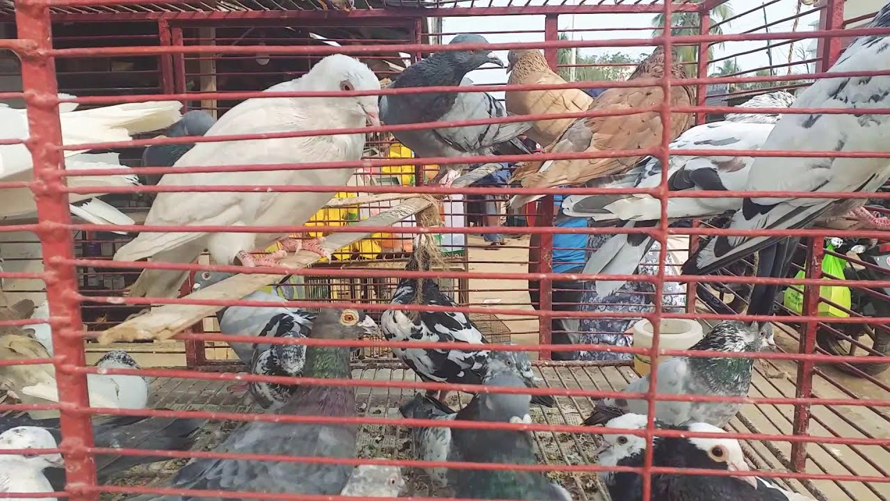 কবুতর বাজার কুমিল্লা || Pigeon Market In Bangladesh || কবুতরের হাট II ...