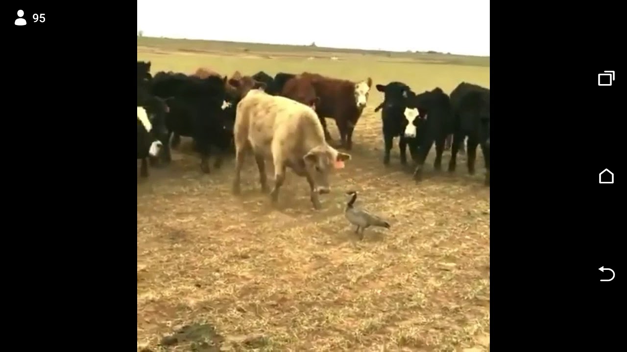 goose vs cows - YouTube