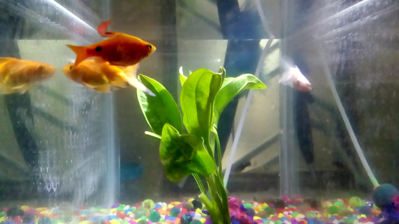 Aquarium video - YouTube