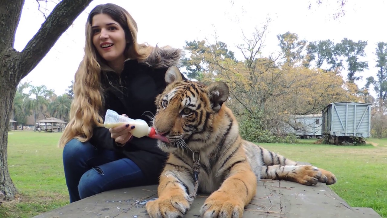 Asi se siente tener un tigre de "mascota" - YouTube