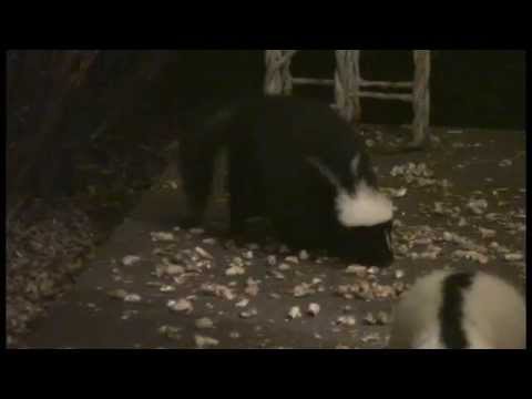 Skunk Without Stripes - YouTube