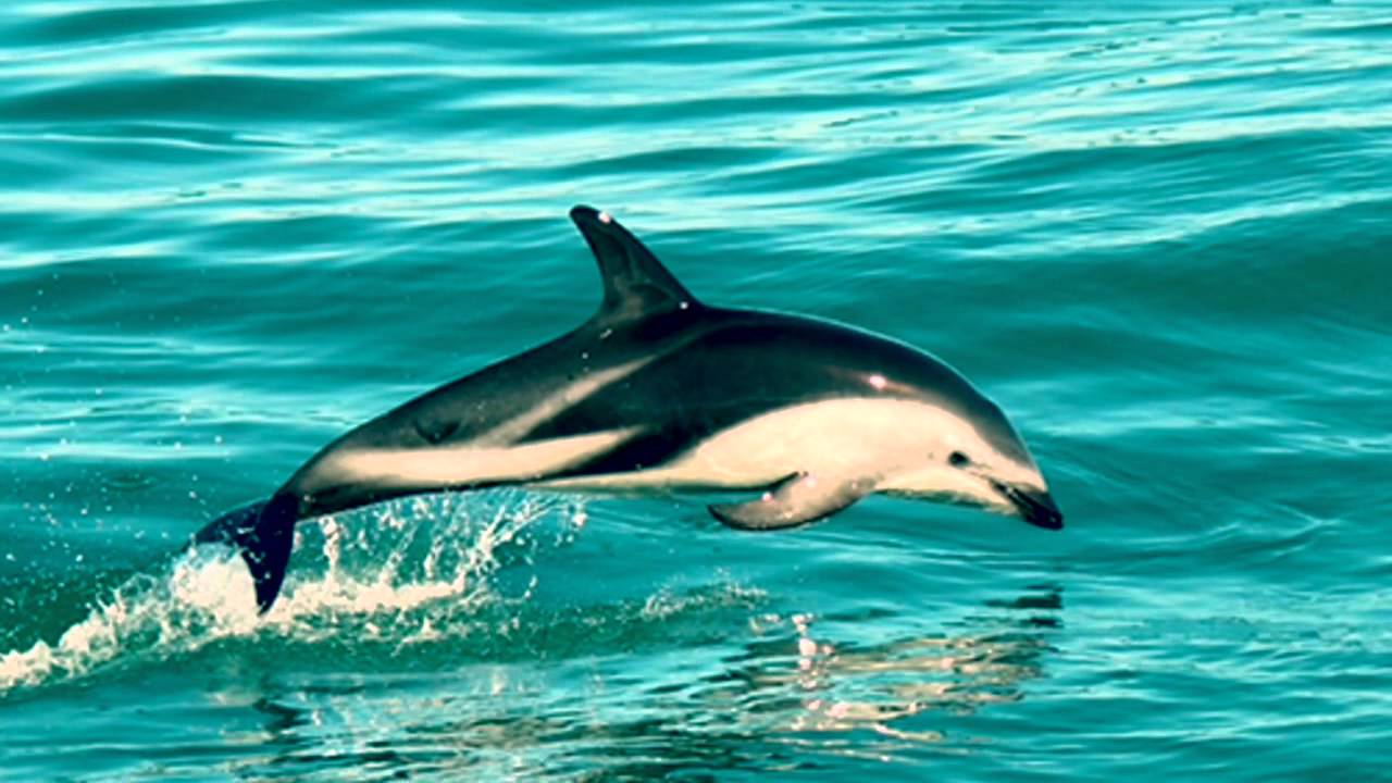 Alexis Documentary - YouTube