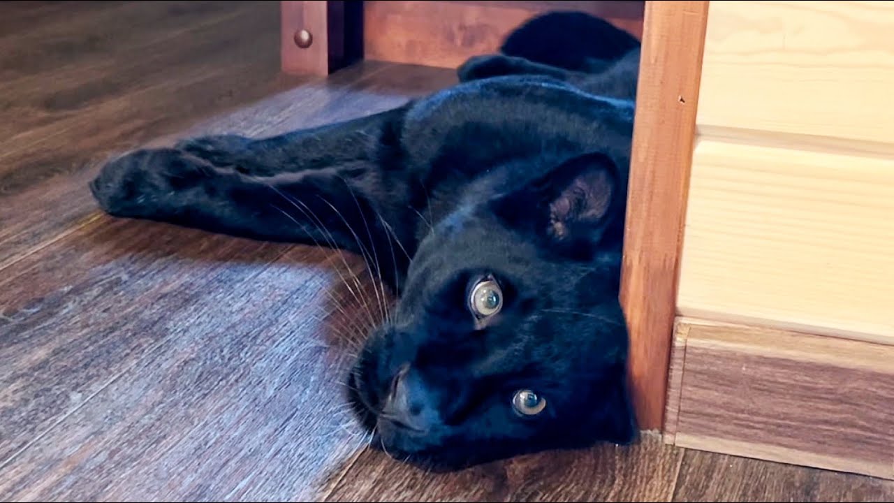 How much does an adult panther weigh?🤔🐈‍⬛(ENG SUB) - YouTube