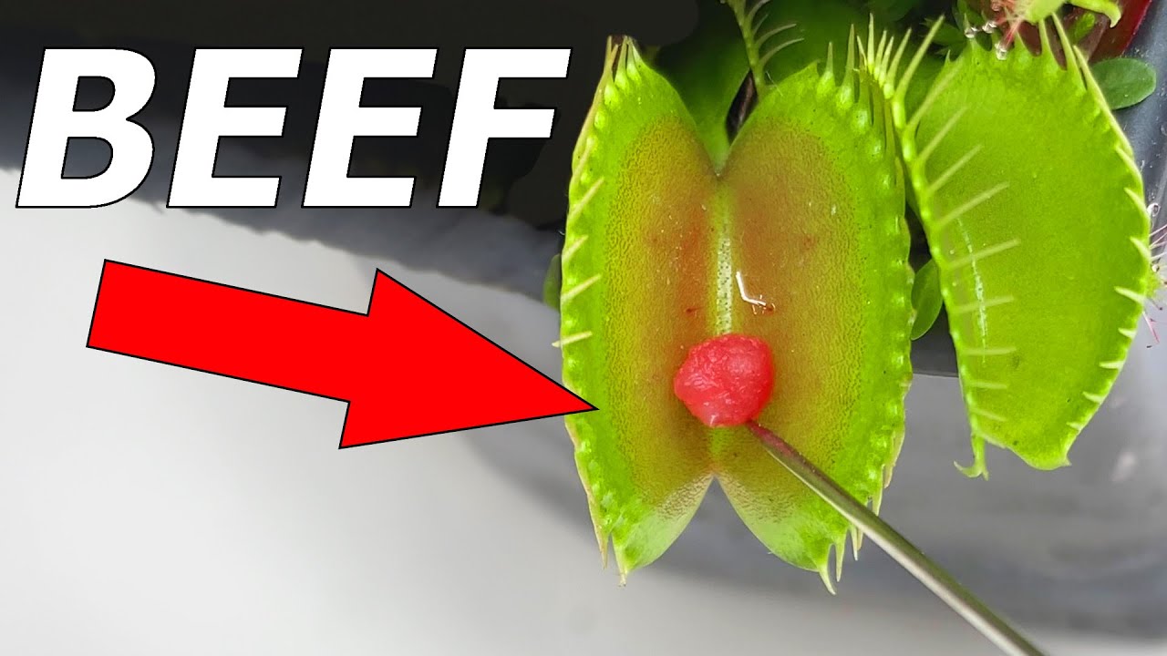 Top 10 Venus Flytraps - Compilation - YouTube