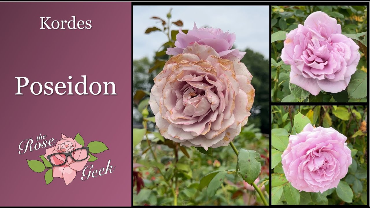 🌹 Poseidon Rose / Lavender Roses / KORfriedhar / Kordes Roses - YouTube