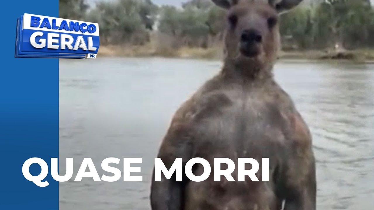 De briga de trânsito a luta com canguru, casos impressionantes que ...