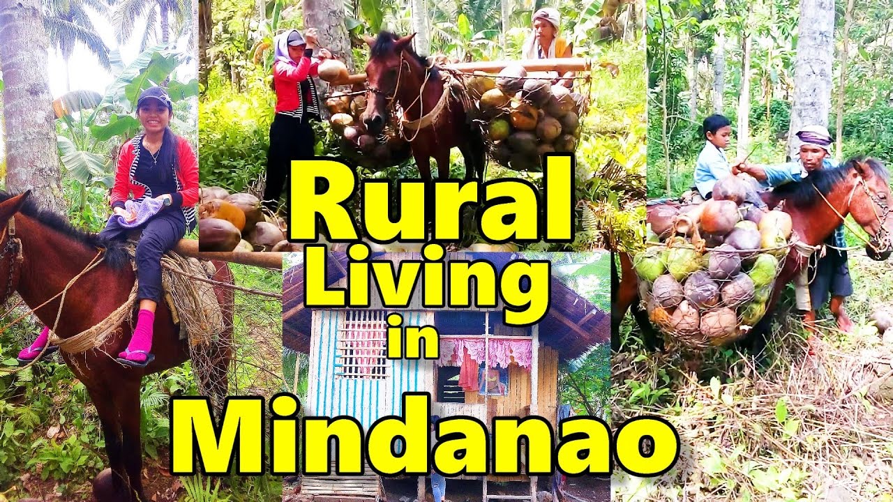 Filipina Life Rural Mindanao Philippines Coconut Harvest - YouTube