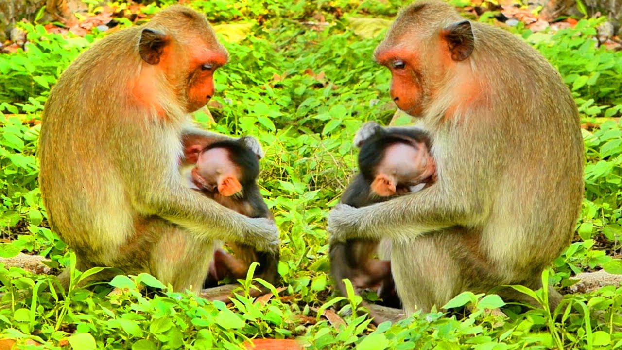 Very sad ! Mama monkey SARA angry and block milk for child - but he ...