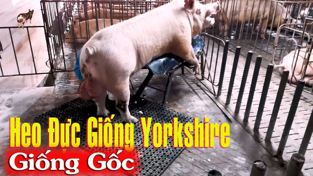 Heo đực giống Yorkshire Giống đặc biệt tại Trang trại heo giống gốc ...