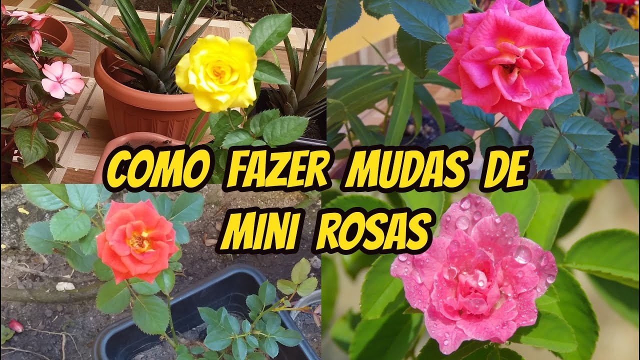 Como fazer mudas de mini rosas (rosa mirim) - YouTube