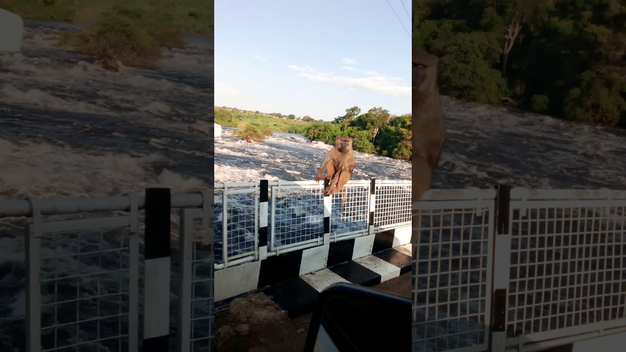 Karuma falls- Uganda - YouTube