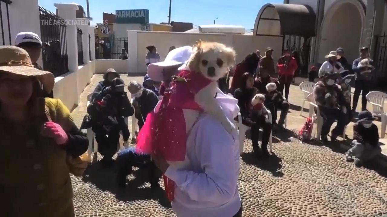 Bolivia dogs get blessings on St. Roch’s Day - YouTube