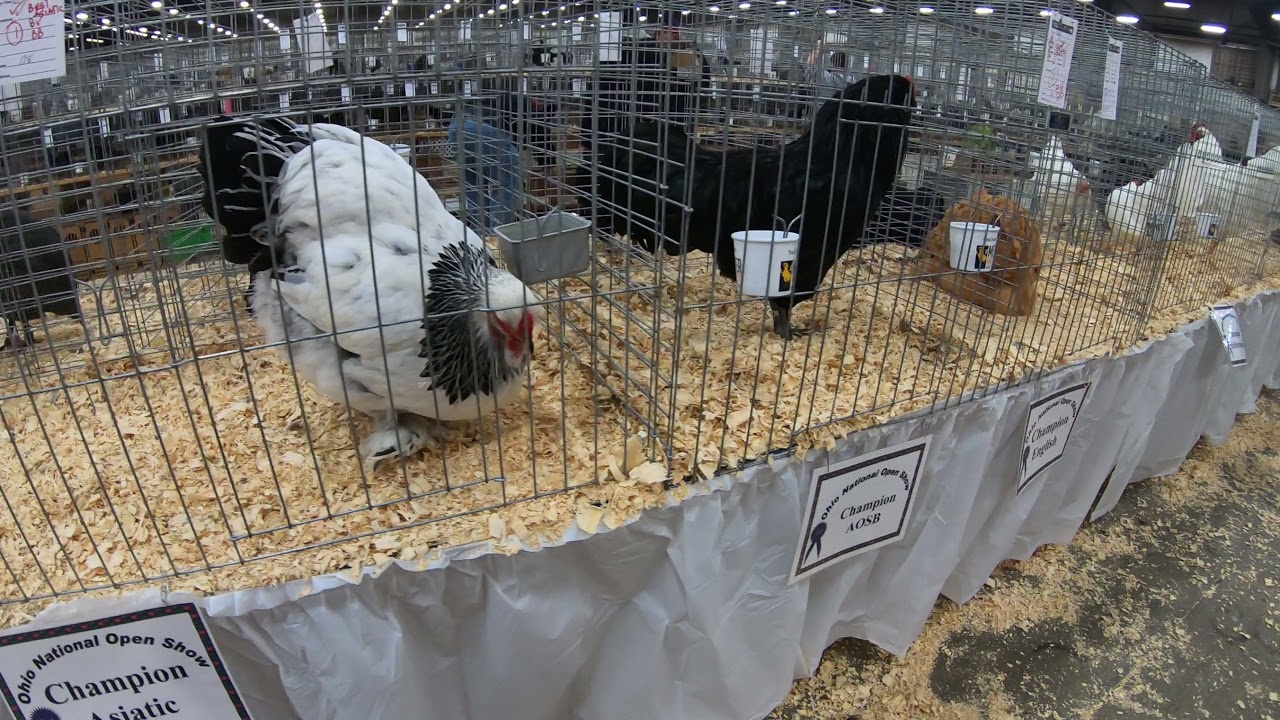 Winners Table at The OHIO NATIONALS POULTRY SHOW 2021 - YouTube