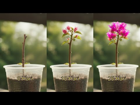 Rahasia Stek Ranting Kecil Bougenville 🌸 Masih Kecil Sudah Berbunga Lebat!