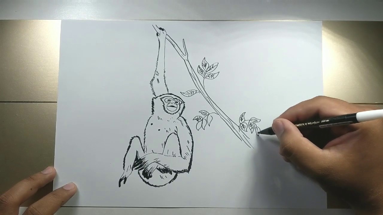How to draw GIBBON MONKEY - YouTube