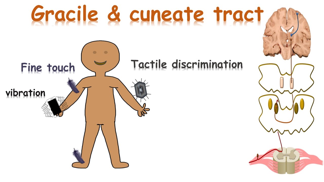 شرح gracile & cuneate tract (crude touch _tactile discrimination) - YouTube