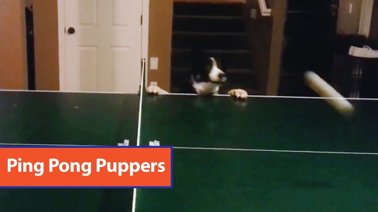 Dog Attempts To CatchPing Pong Ball - YouTube
