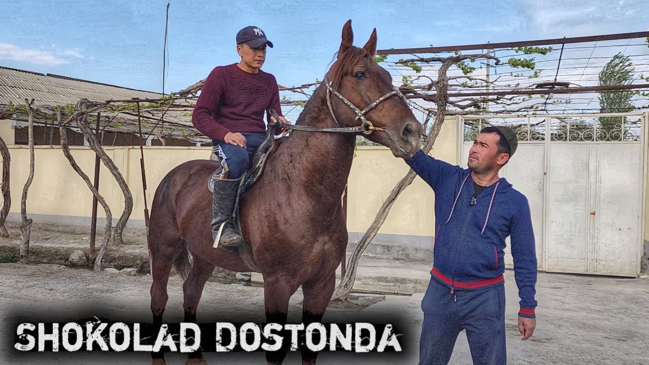 ОТНИ ШОКОЛАДИ СОТИЛАДИ.. УЛОГИГА 100% КАФОЛАТ БЕРДИ..SHOKOLAD OT ...