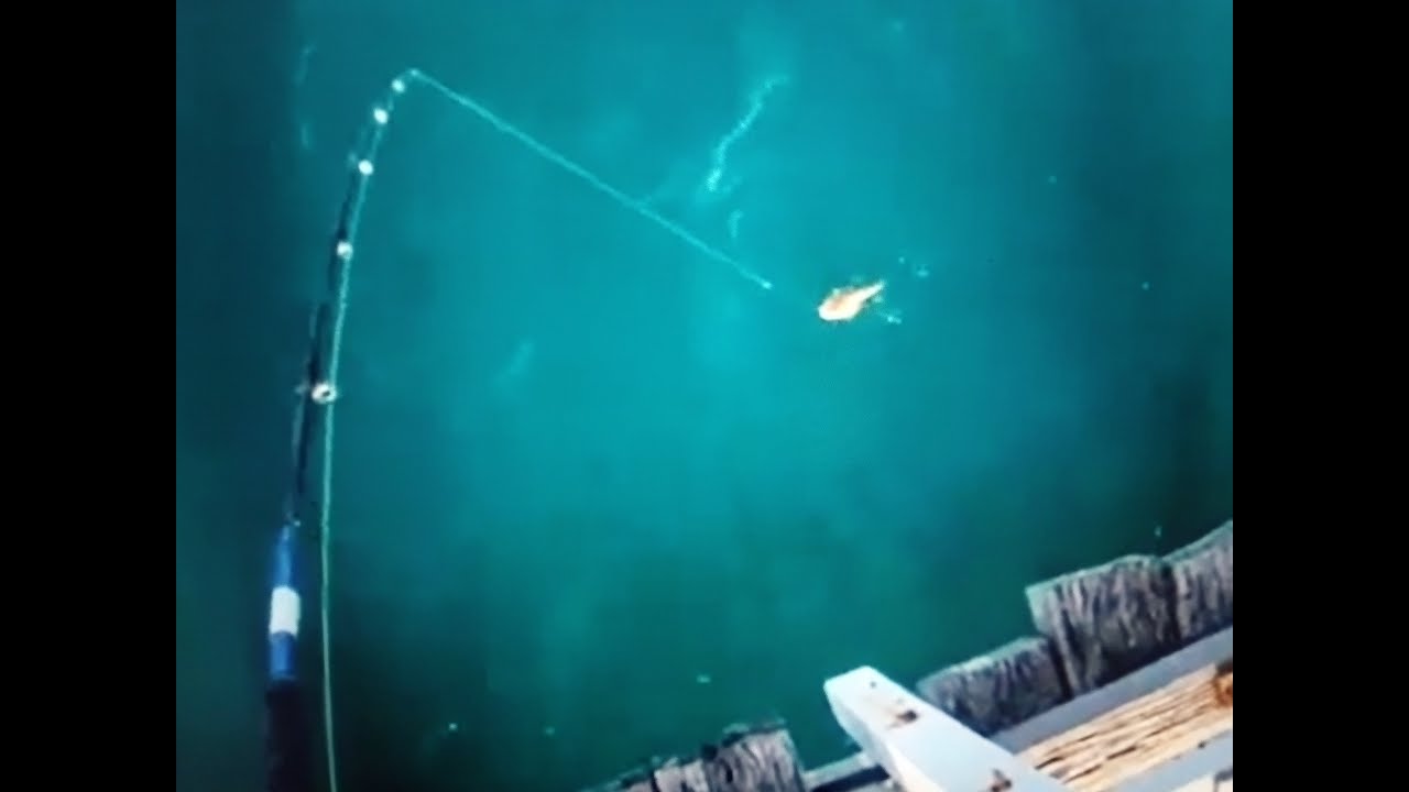 Flathead 49cm, School Mackerel, Bream, Grinners, Happy Moment - YouTube