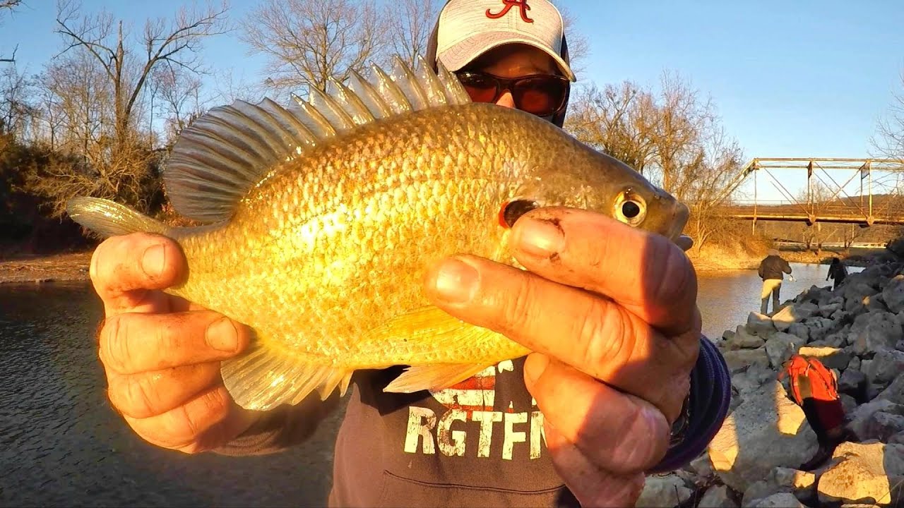 Let's Catch Some Dinner From The Bank! Bluegill & Shellcracker - YouTube