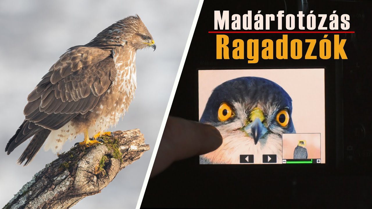 MADÁRFOTÓZÁS / Ragadozó madarak fotózása lesből - egerészölyv, karvaly ...