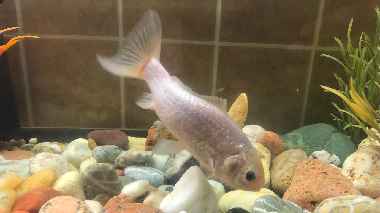 32 Year Old Goldfish - Tank Cleaning: The Secret to a Long Life? (Part ...