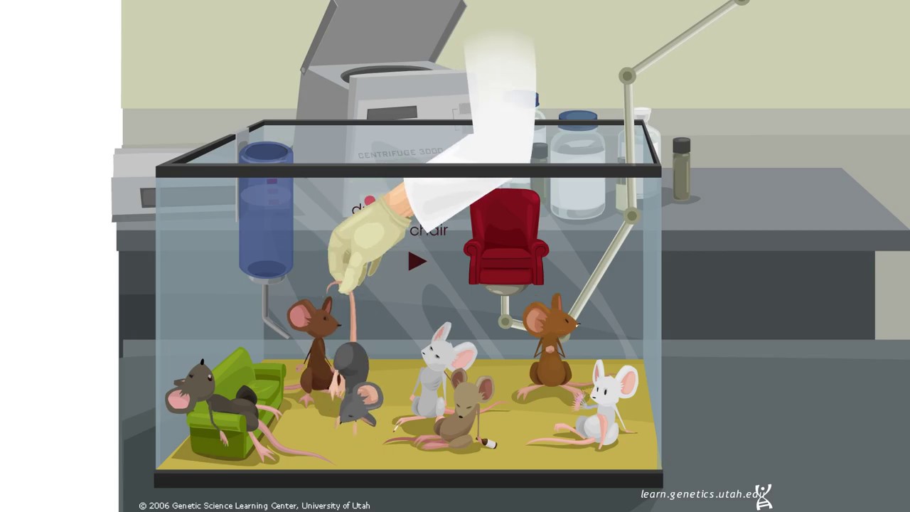 Walkthrough of Mouse Party - YouTube