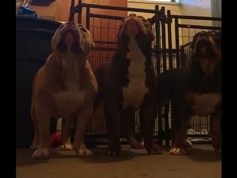 American Bully Stacking 101 - YouTube