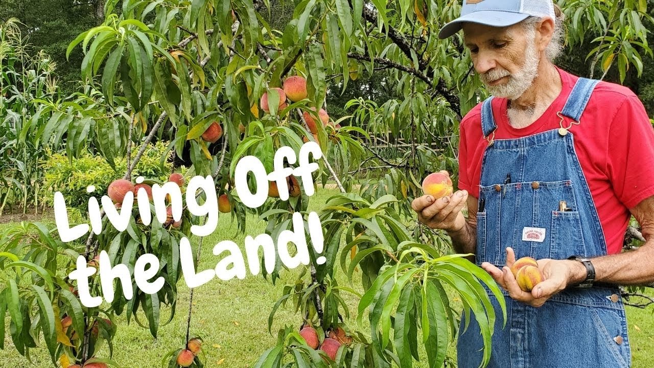 Our Fruit FOREST LANDSCAPE | Design a Sustainable Homestead with Fruit ...