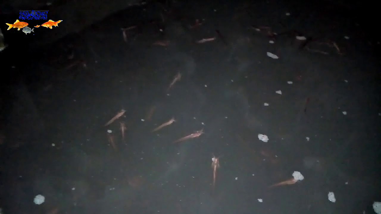 Catfish at Night Time | Tank Fish Night Time | মাছওয়ালা The Fisherman ...
