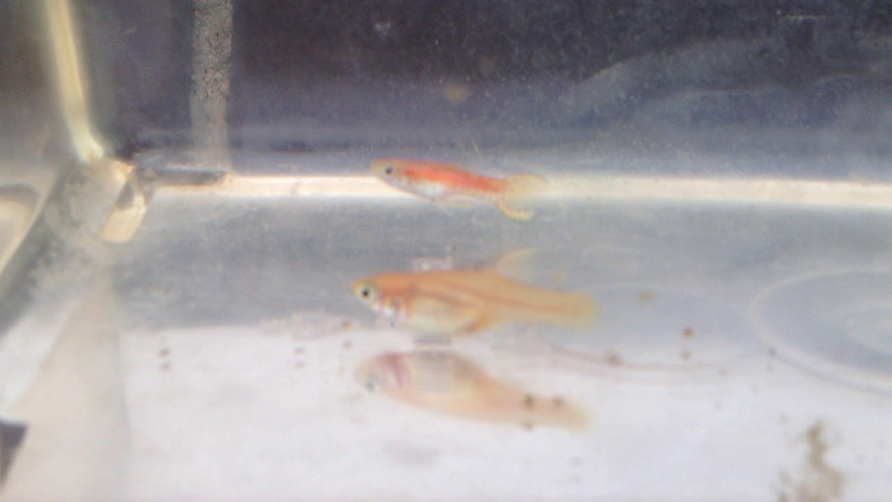 Blonde red tiger endler hybrid, part 1 - YouTube