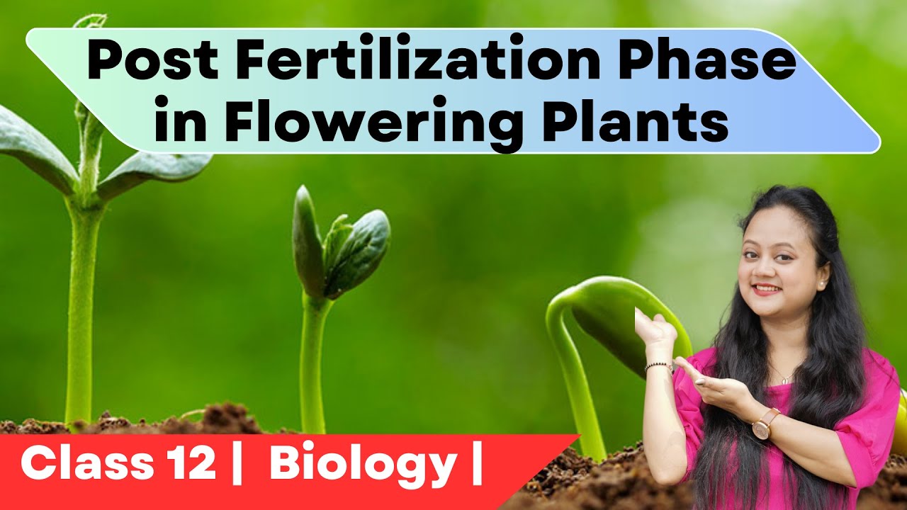 Post Fertilization Phase in Flowering Plants: Endosperm and Embryo ...