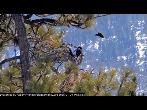 The Ravens challenge Jackie and Shadow FOBBV CAM Big Bear Bald Eagle ...