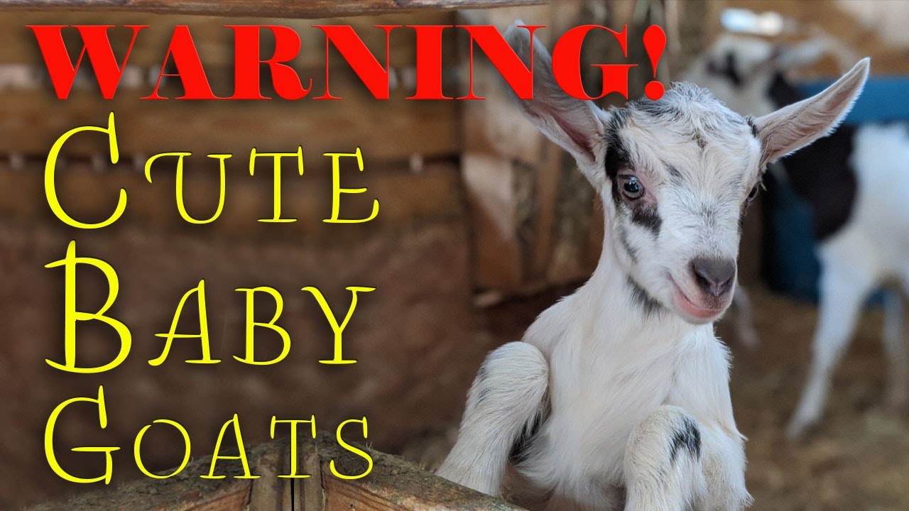 Live Goat Delivery / Nursery Cam - YouTube