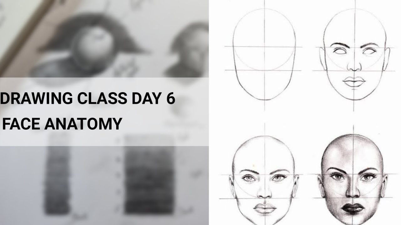 Drawing class day 6!how to draw face by easy way!face anatomy#drawing # ...