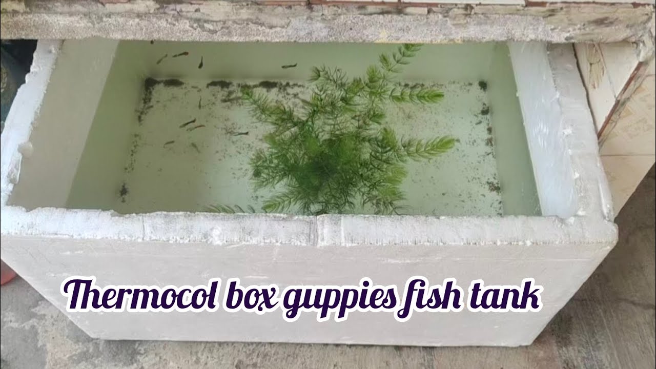 Thermocol Box Guppy Fish tank setup || #guppy #guppies #guppyworld # ...