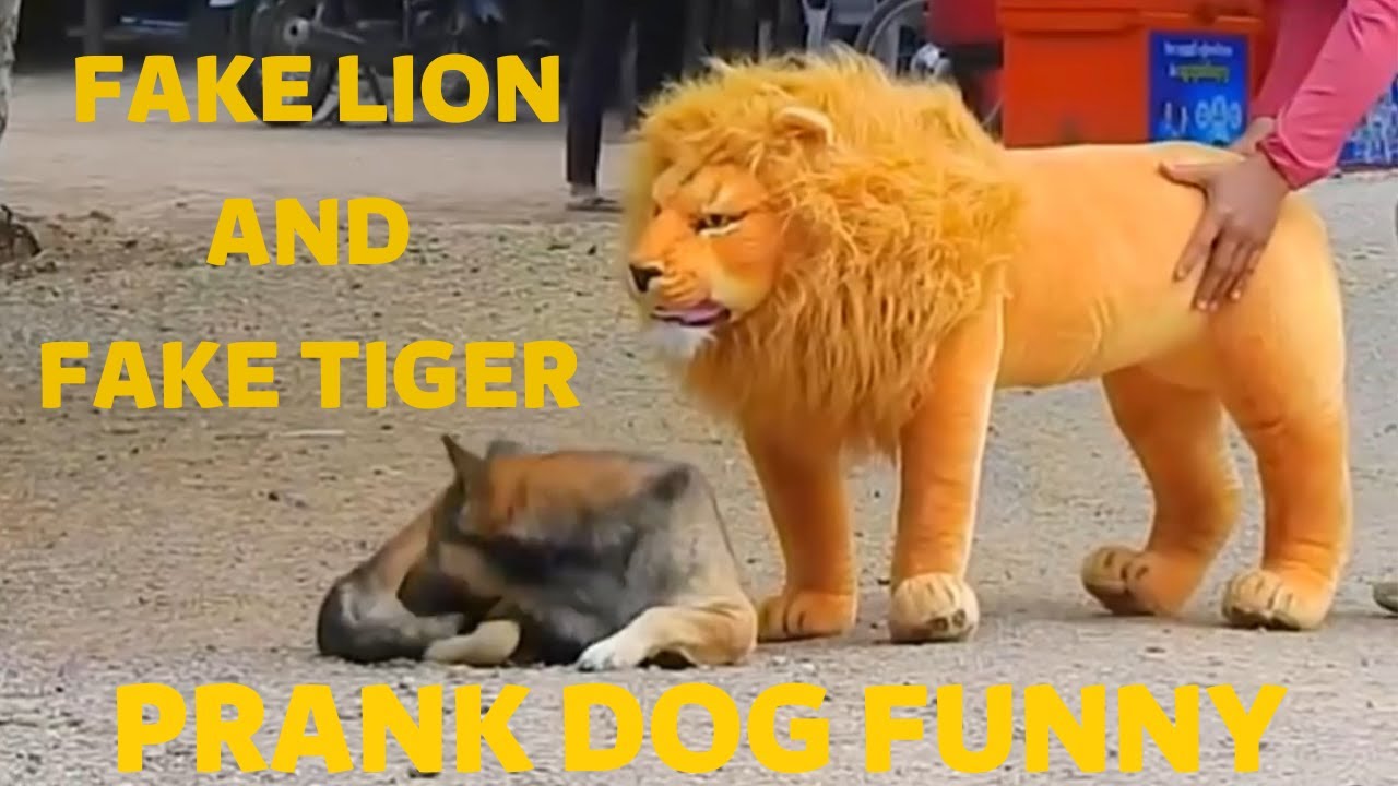Prank Dog Funny + Fake Lion And Tiger Doll Huge dog prank - YouTube