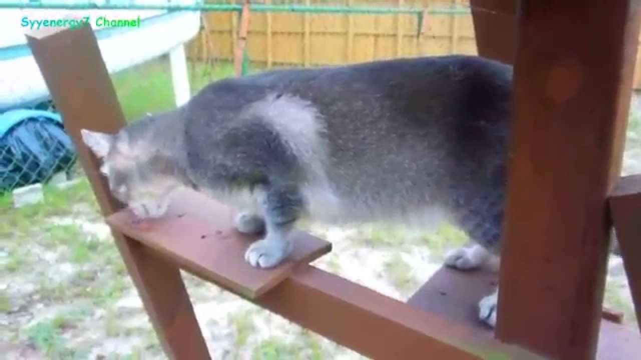 Putin the CAT in the Cat Tree - YouTube