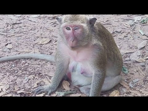 Real Life Monkeys Activities, Monkey May You Want To Know, Monkeys 1114 ...