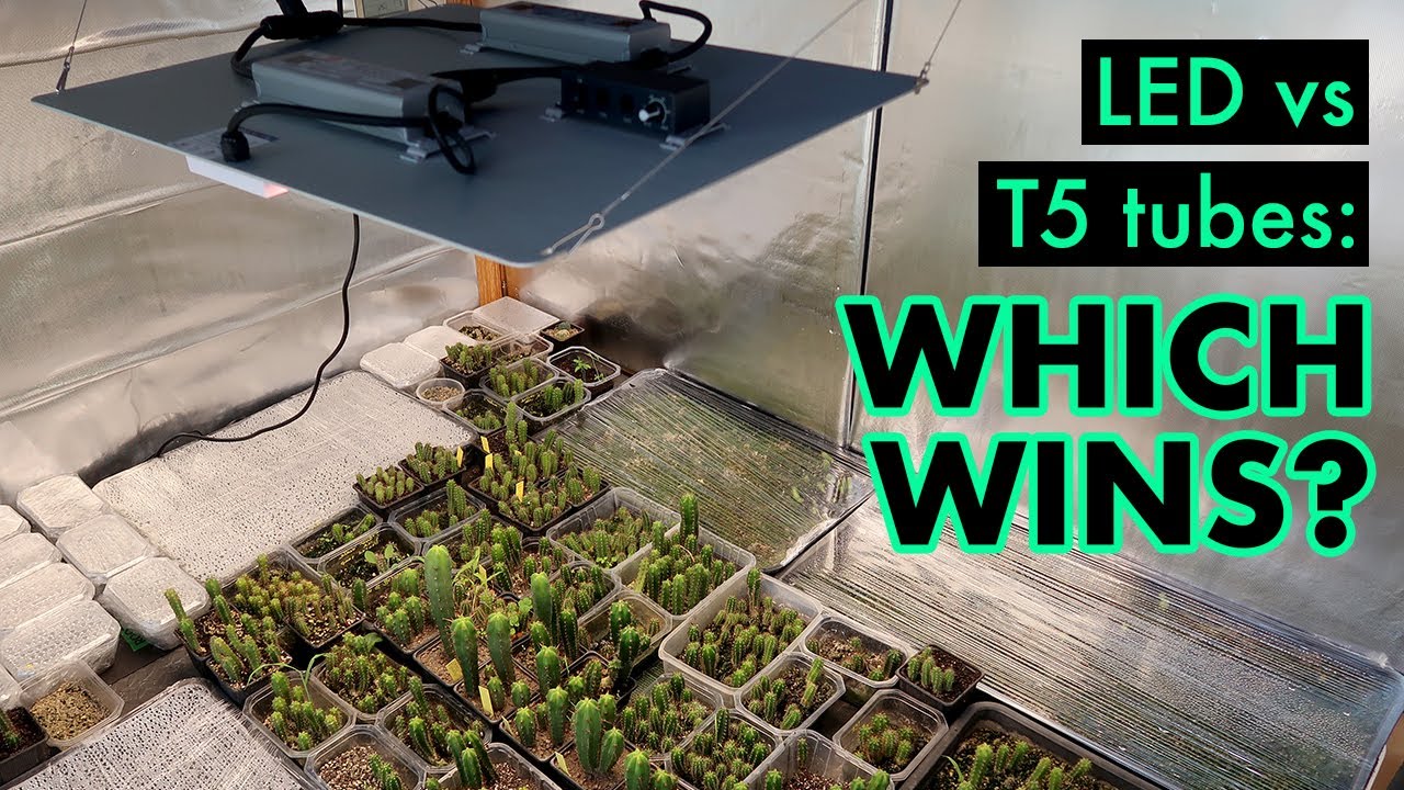 FINAL PART !! Growing San Pedro cactus with a Spider Farmer SF 4000 LED ...