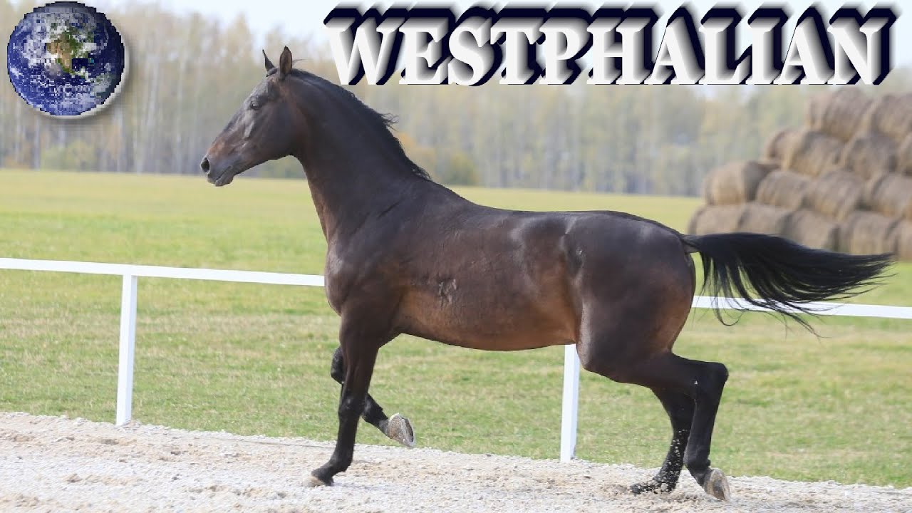TOP Beautiful Westphalian Horse in the World! - YouTube