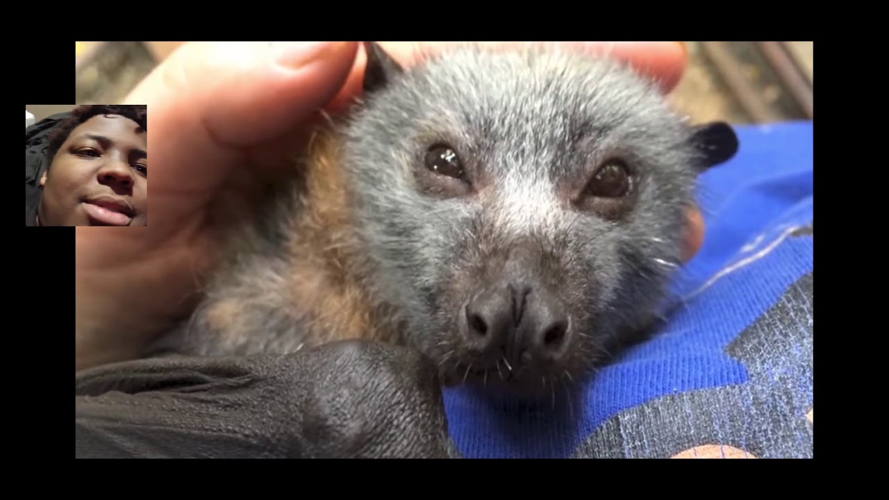 Juvenile bat squeaking {Reaction} - YouTube